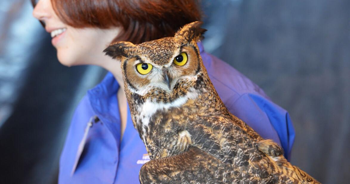 California Raptor Center | News | davisenterprise.com