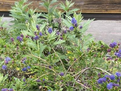 Davis Farm to School: Land acknowledgment and indigenous gardens | Features | davisenterprise.com