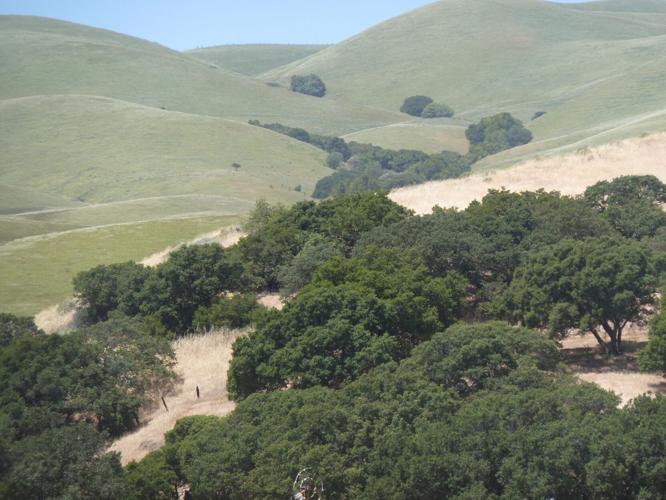 Tuleyome Tales: California plant life is different from the rest of ...