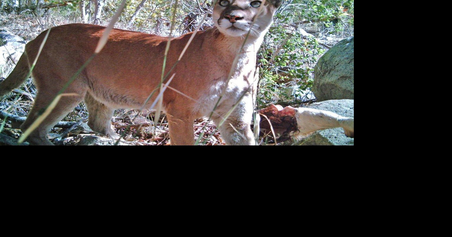 Nine lives? Humans cause most puma deaths in SoCal | UC Davis ...