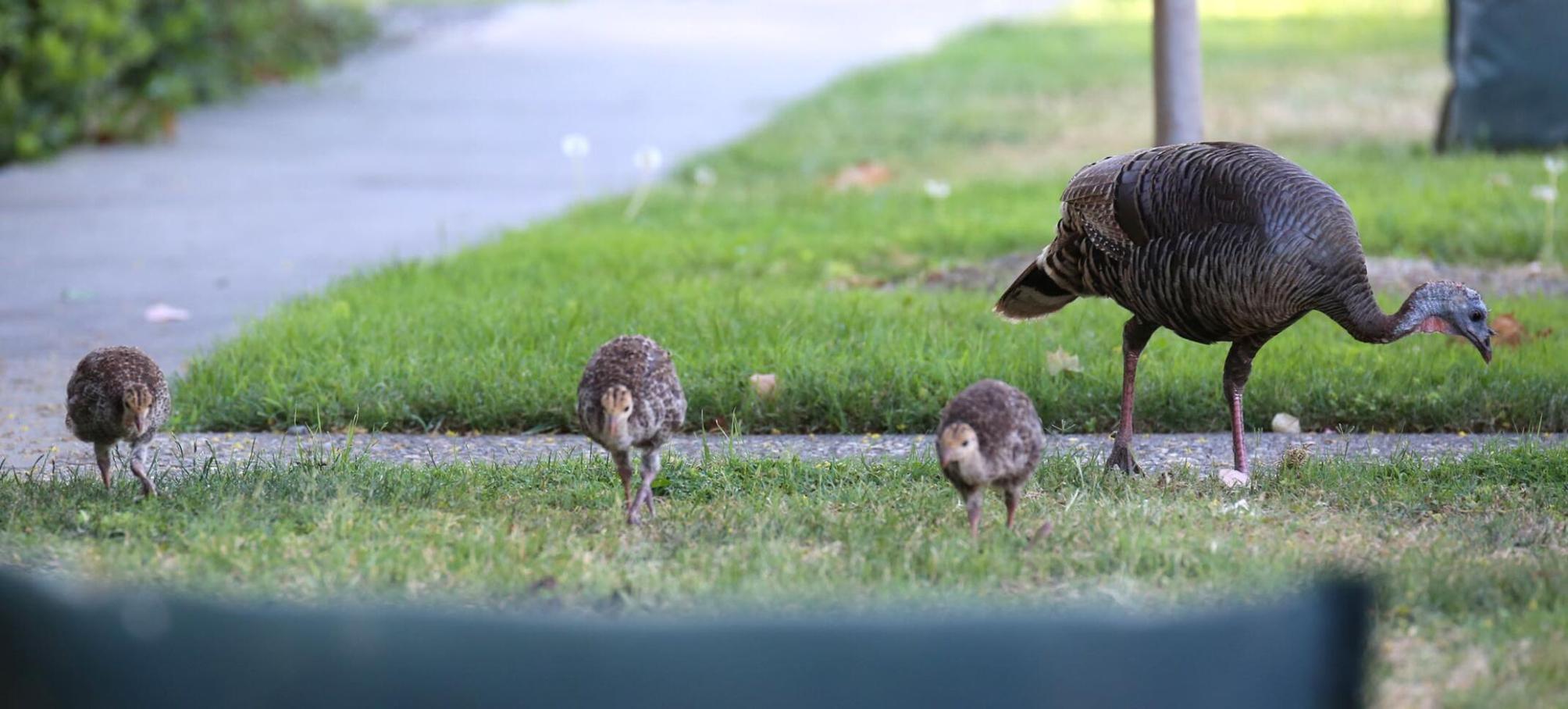 Turkeys or leaf blowers? The Davis challenge | Columns ...