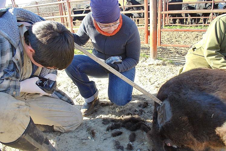 UCD researcher brings ‘animals’ perspective to the table’ | UC Davis ...