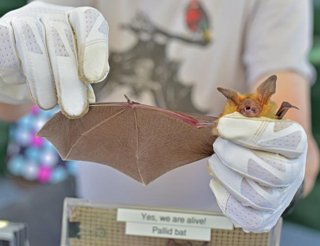 California Duck Days Festival educates, entertains | News ...