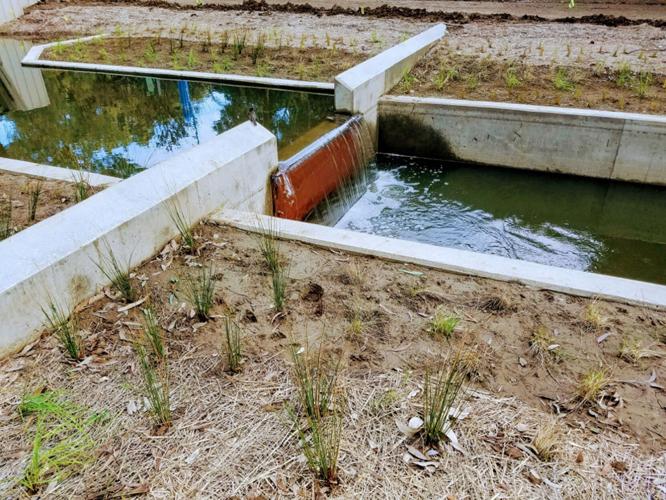 See UC Davis Arboretum waterway improvements up close; path reopens ...