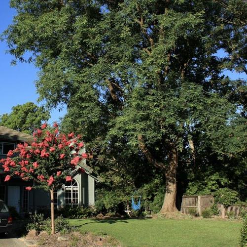 Great Davis Tree Search: Welcome surprises | Features | davisenterprise.com
