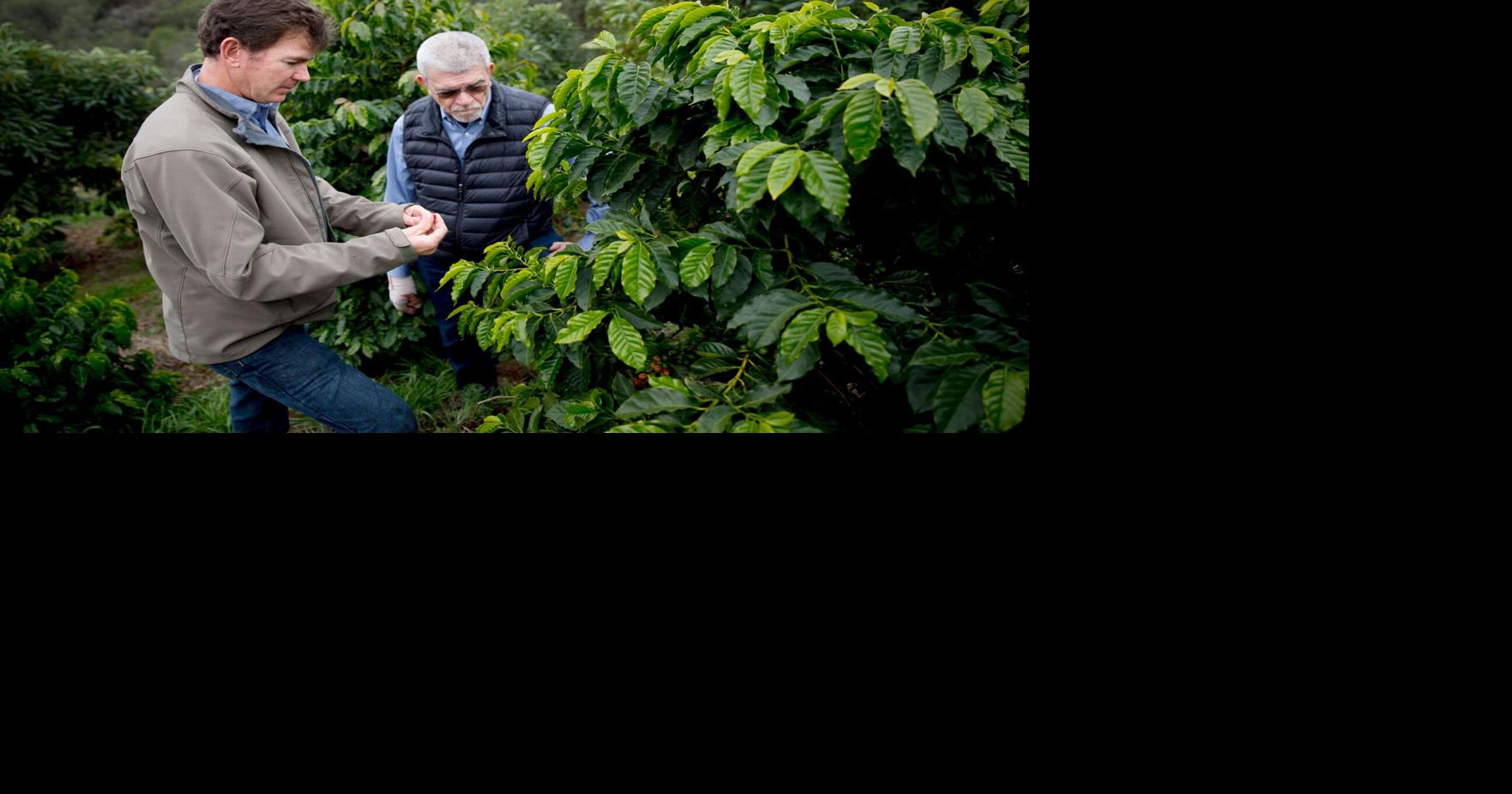 Coffee genome photos | Do-not-import | davisenterprise.com