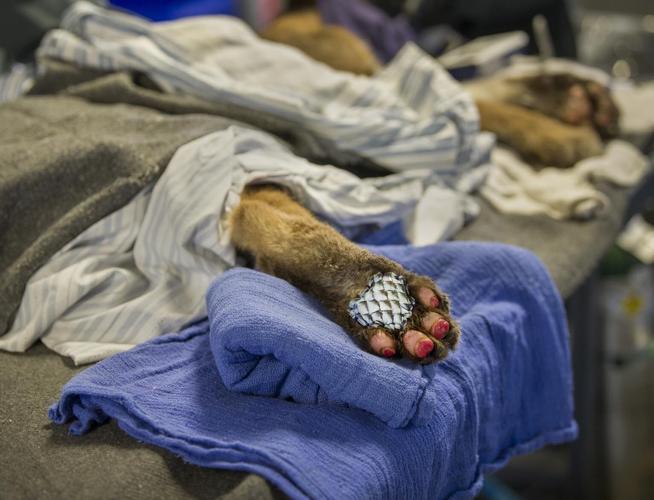 UC Davis vet heals cub’s burned paws with fish skin | UC Davis ...
