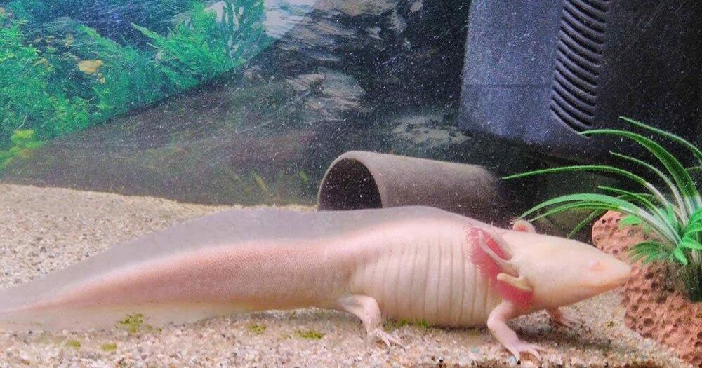 axolotl article