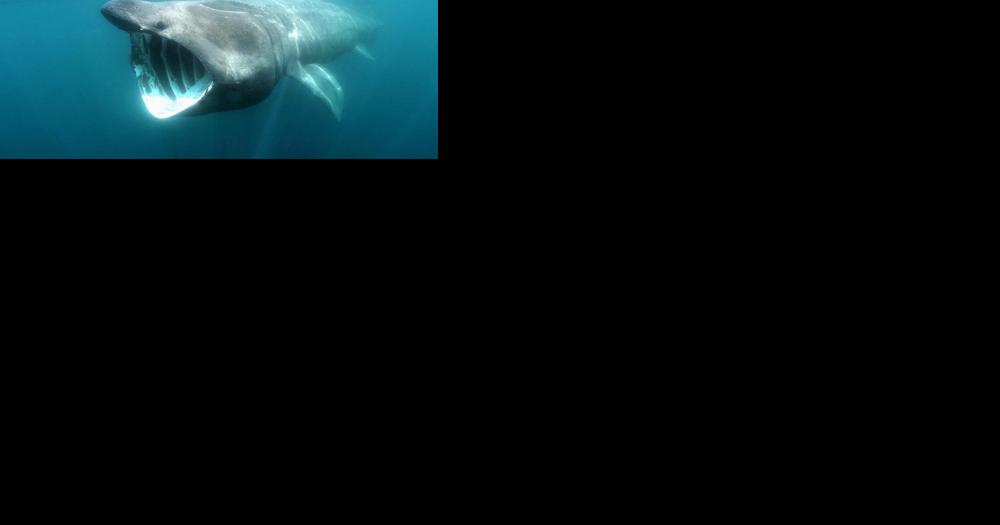 breaching basking sharks