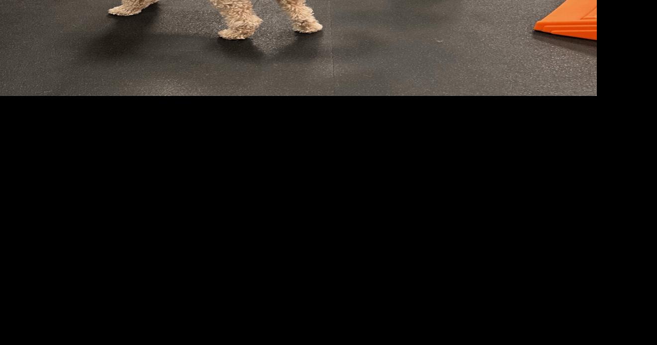 Readers' Choice 2024: Dogtopia of Davis — Best Kennel/Pet Hotel, Best ...