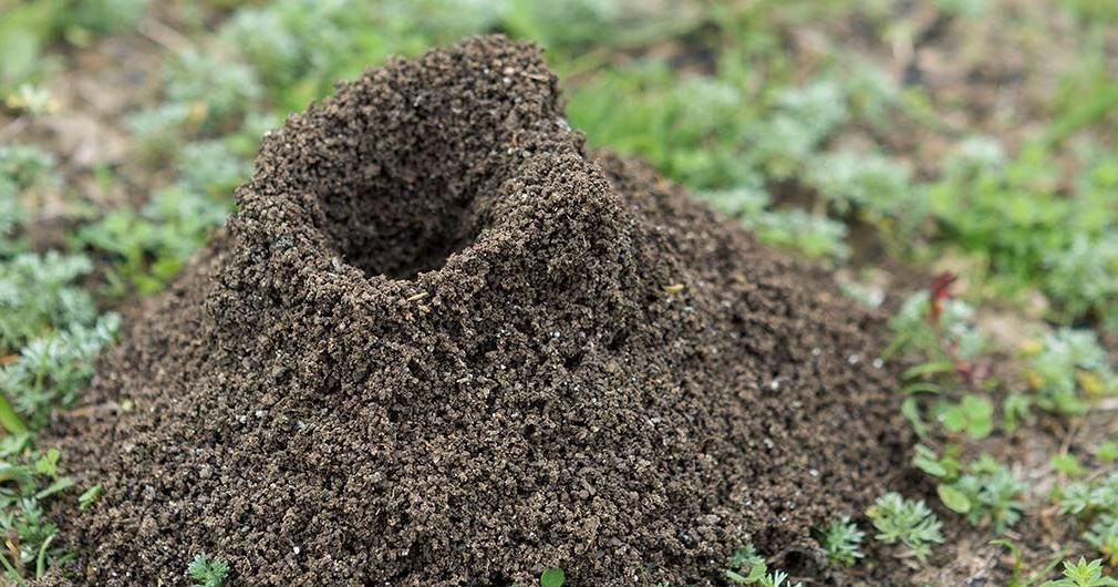 Explorit: Always working, ant architecture | Features | davisenterprise.com