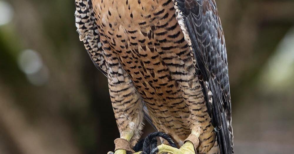 Raptor Center marks 50 years | Community News | davisenterprise.com