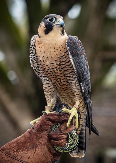 Raptor Center marks 50 years | Community News | davisenterprise.com