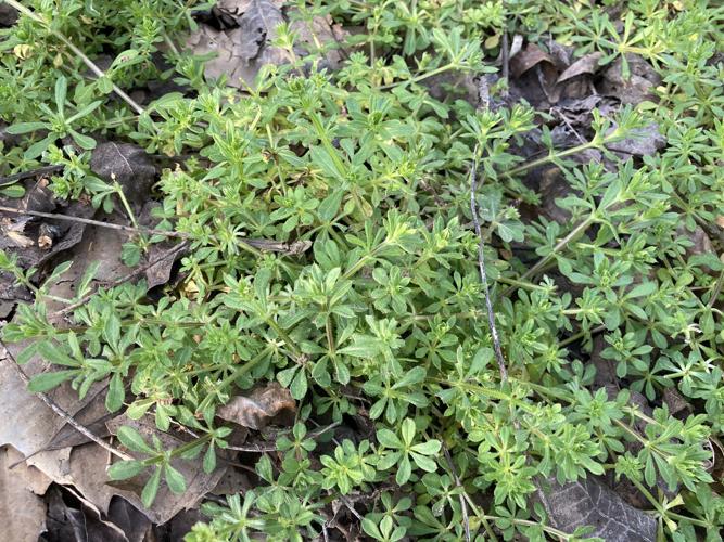 Common Garden Weeds Ireland | Fasci Garden