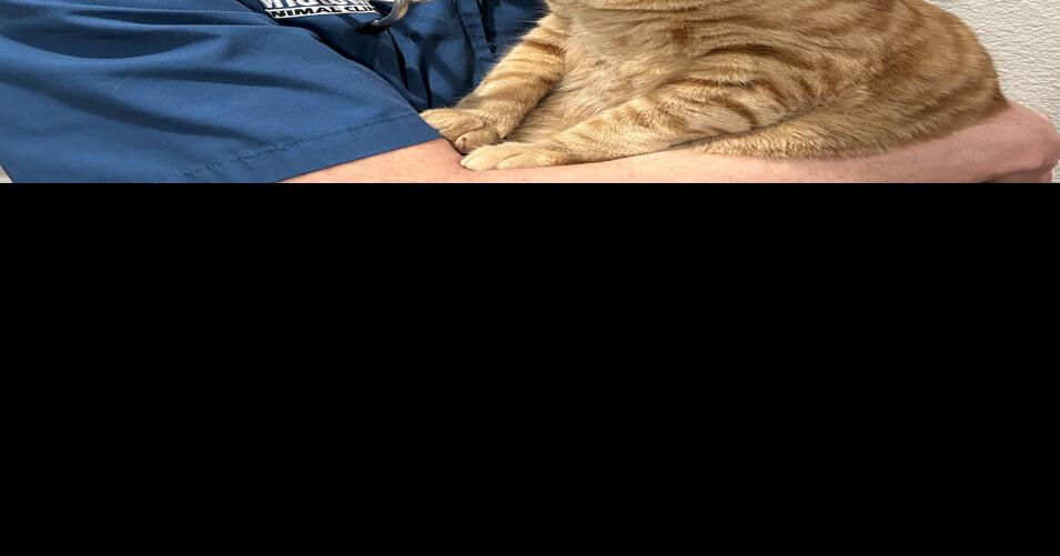 Readers' Choice 2024: Midtown Animal Clinic, Dr. Aine Coil — Best ...