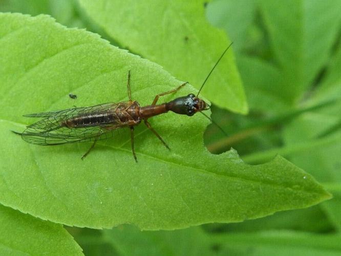 Tuleyome Tales: Weird-looking flies that are common to our region ...