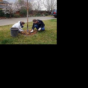 Tree Davis branches out with forestry stewardship | News ...