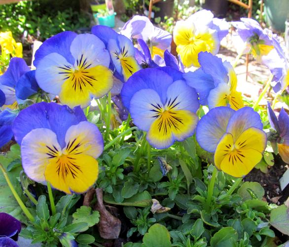 Don Shor flowering tree photos | Do-not-import | davisenterprise.com