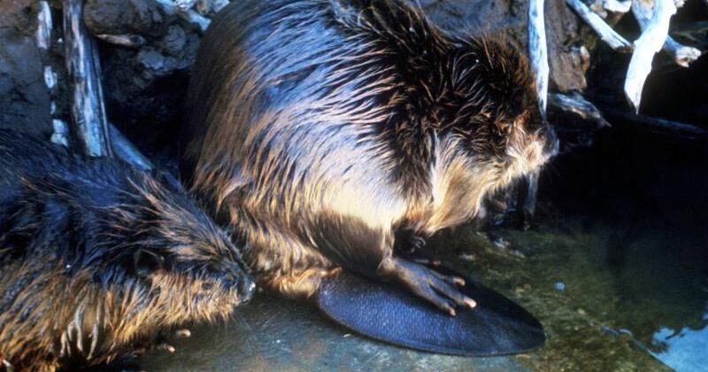 Explorit: Hard-working beavers and their dams | Features ...
