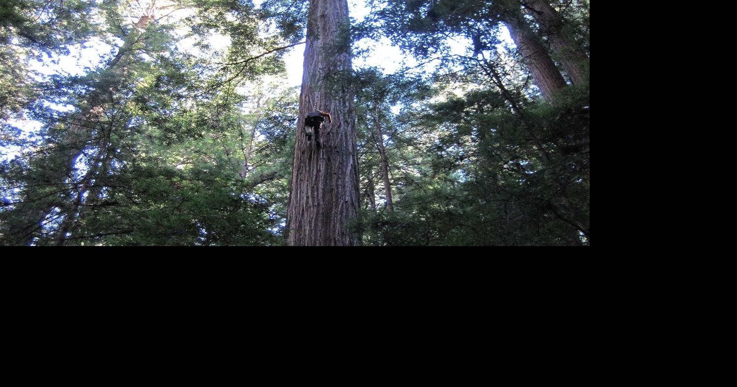 UCD uncovers a new leaf for redwoods | UC Davis | davisenterprise.com