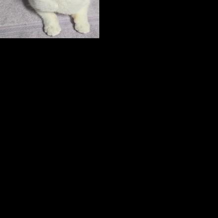 Pets of the week | Features | davisenterprise.com