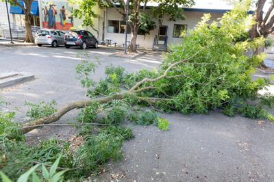 Is Davis’ tree canopy in danger? Summer limb drop is common, experts ...