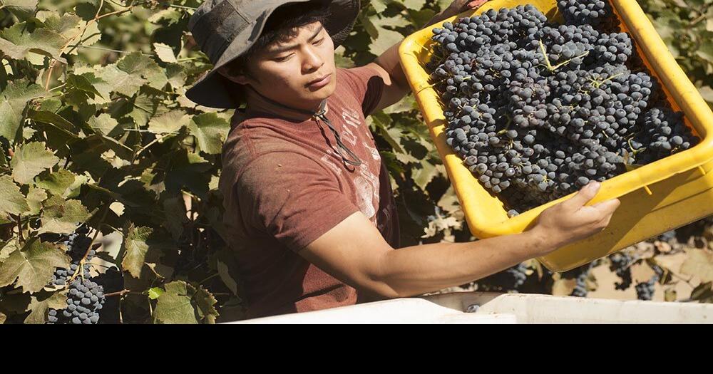 Study reveals potential breakthrough in grapevine disease resistance ...