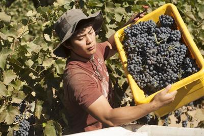 Study reveals potential breakthrough in grapevine disease resistance ...