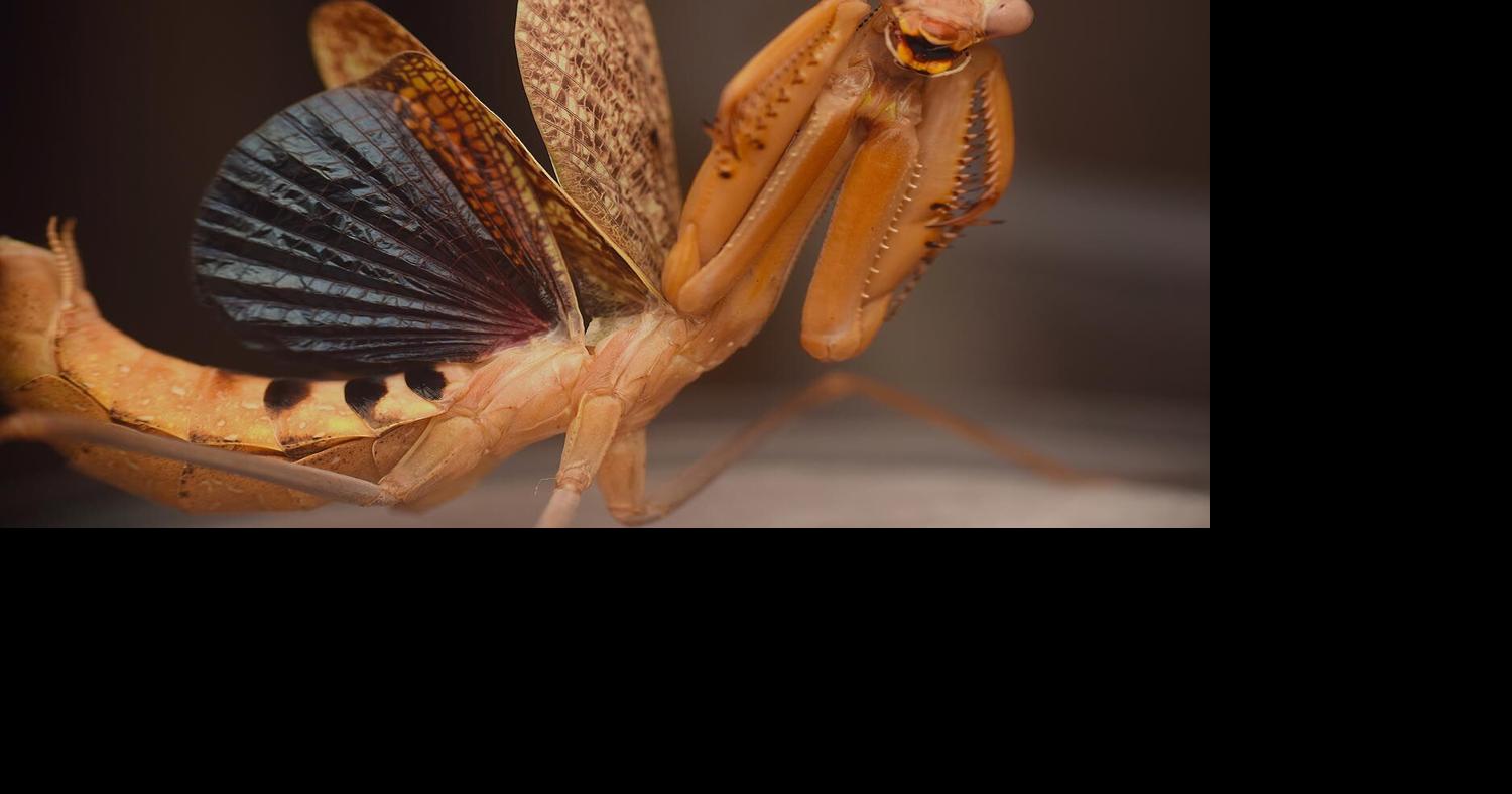 how to cook praying mantis