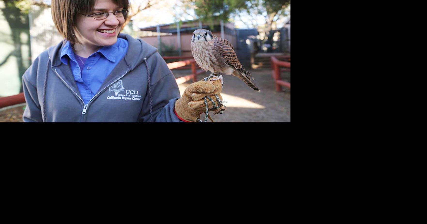 The California Raptor Center: A home to roost | News | davisenterprise.com