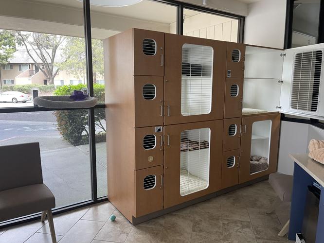 Cat Tales brings feline-only vet care, first cat café to Davis ...