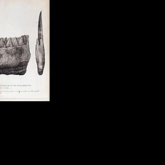Explorit: The deft hand of fossil artist Mary Buckland | Features ...