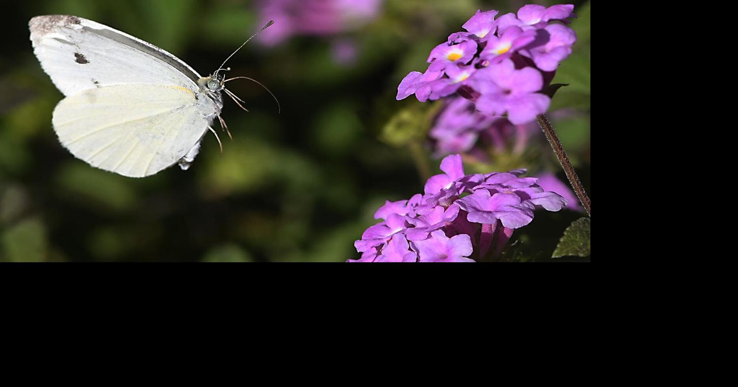 Beer for a Butterfly Contest begins Jan. 1 | News | davisenterprise.com