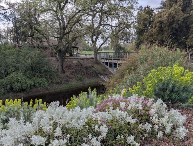 Water flows at revamped UCD Arboretum | News | davisenterprise.com