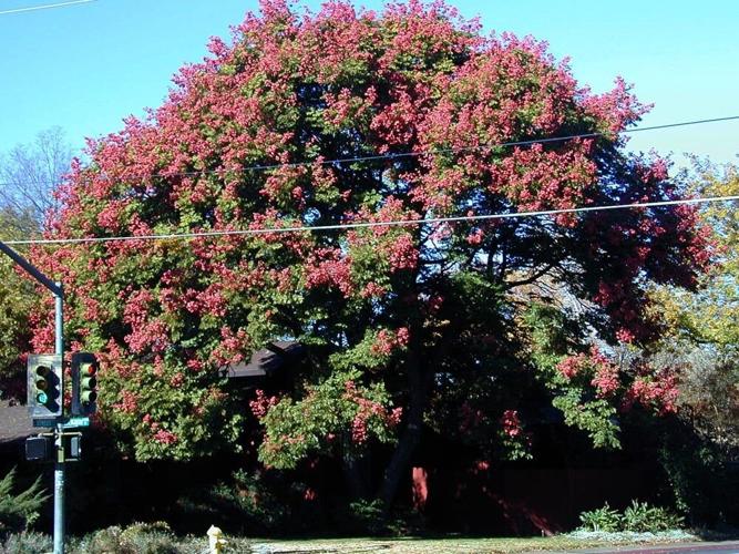 Great Davis Tree Search: Welcome surprises | Features | davisenterprise.com
