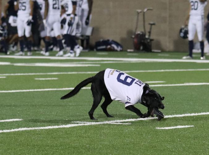 Football: ‘Ruff’ but fun job for Cori | Aggies | davisenterprise.com