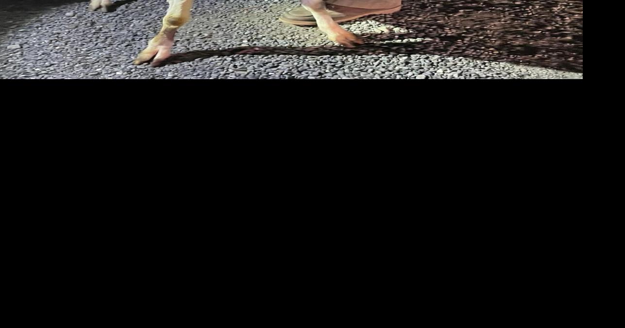 Stop yields drugs, goats and chickens ... oh my | News ...