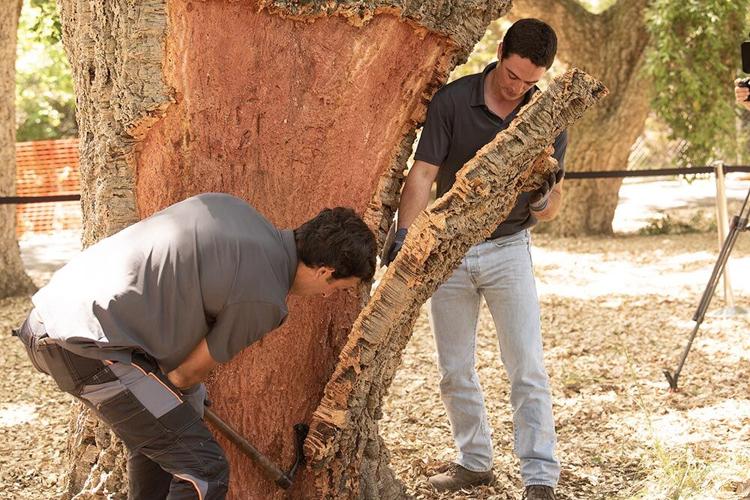 Old World pros demonstrate cork-harvesting prowess | News ...
