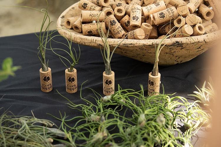 Old World pros demonstrate cork-harvesting prowess | News ...