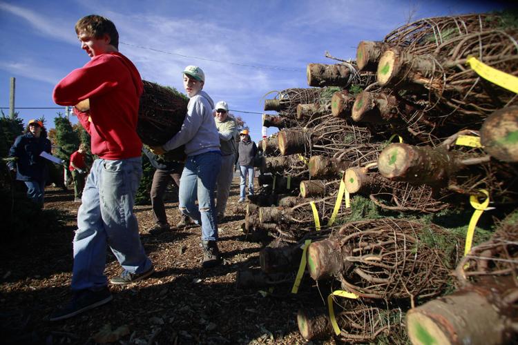 Boy Scout tree lot | Do-not-import | davisenterprise.com