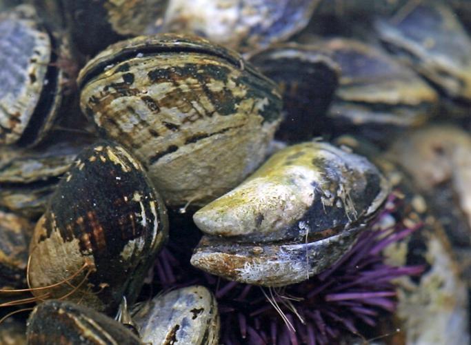 Ocean acidification photos | Do-not-import | davisenterprise.com