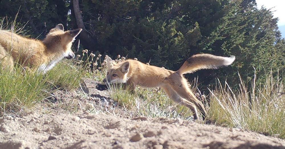 UCD: Genetic rescue for rare red foxes? | News | davisenterprise.com