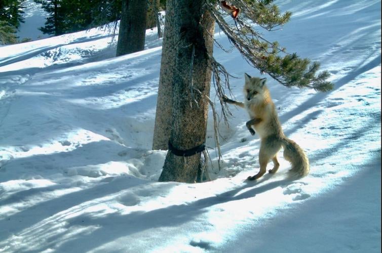 UCD: Genetic rescue for rare red foxes? | News | davisenterprise.com