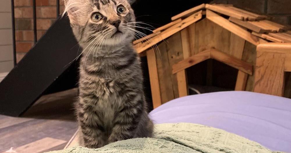 Paws for Thought: From wild critter to homebound buddy | Features ...