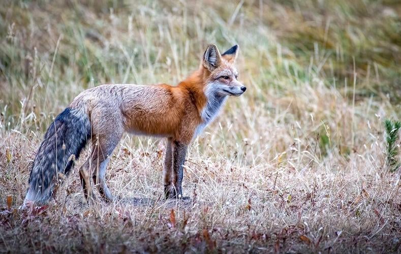 UCD: Genetic rescue for rare red foxes? | News | davisenterprise.com