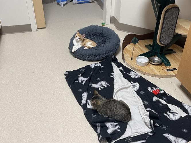 Cat Tales brings feline-only vet care, first cat café to Davis ...