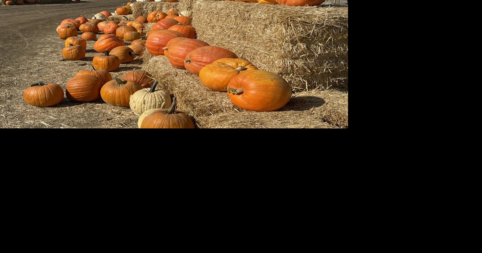 Halloween is almost here: Three Davis area pumpkin patches to visit ...