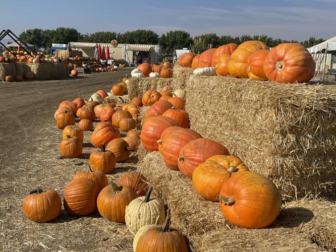 Halloween is almost here: Three Davis area pumpkin patches to visit ...