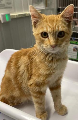 Pets of the week | Pets | davisenterprise.com