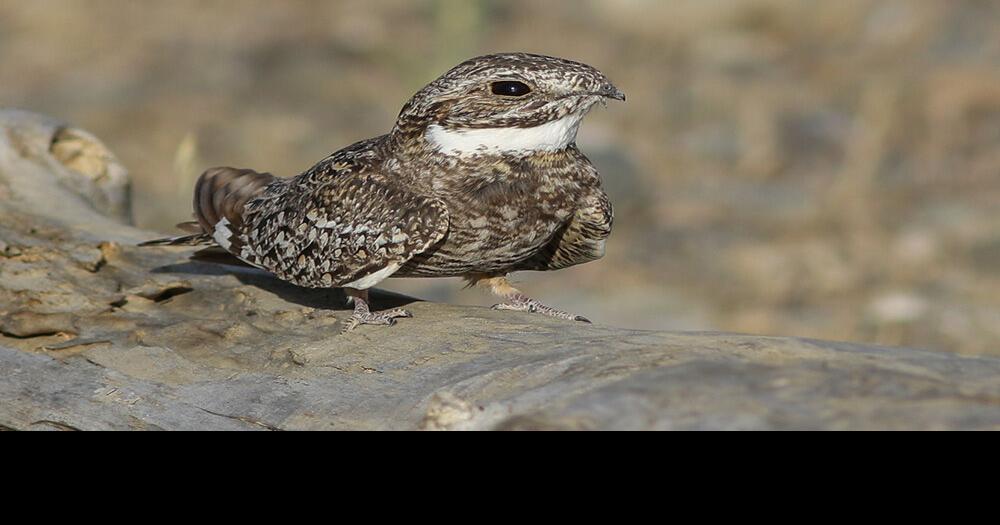 Yolo Audubon stays out late Saturday | News | davisenterprise.com